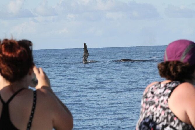 Late Morning Whale Watch Cruise from A'bay - The Sum Up