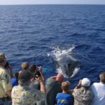 Late-Morning Whale Watch from Kawaihae - What Makes This Tour Stand Out?
