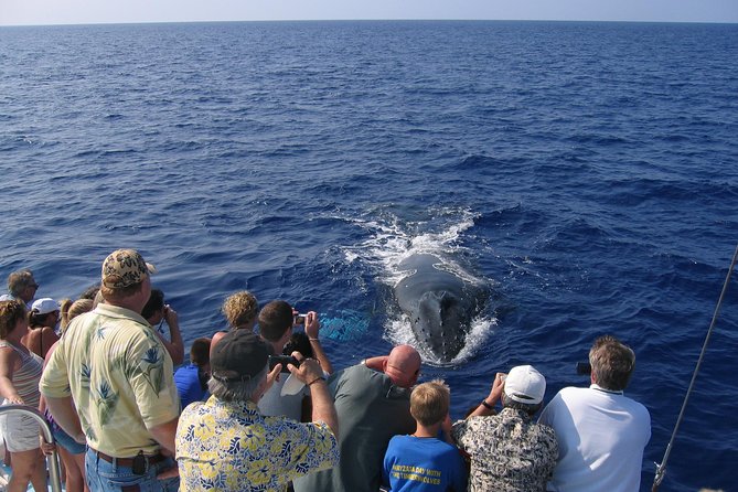Late-Morning Whale Watch from Kawaihae - What Makes This Tour Stand Out?