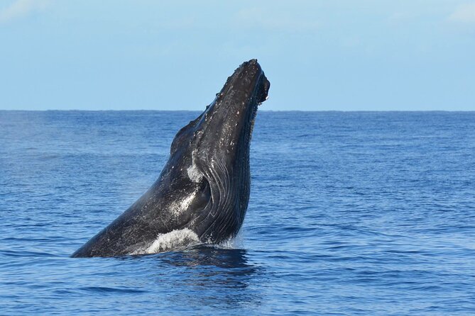 Late-Morning Whale Watch from Kawaihae - Practical Tips for Your Whale Watching Trip