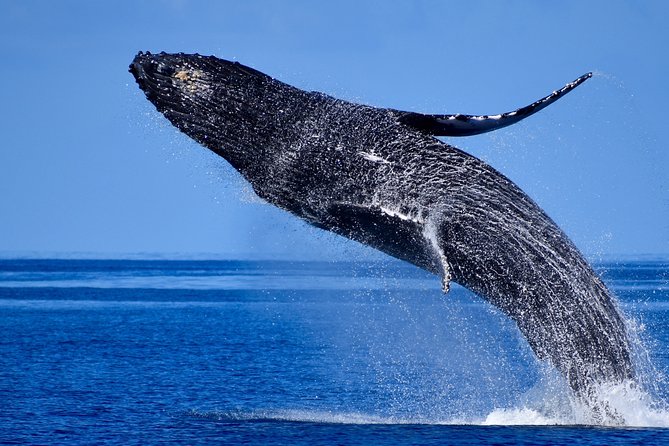 Late-Morning Whale Watch from Kawaihae - References