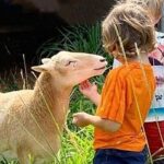 Laupahoehoe: Farm Animal Sanctuary Private Tour - Who Will Love This Tour?