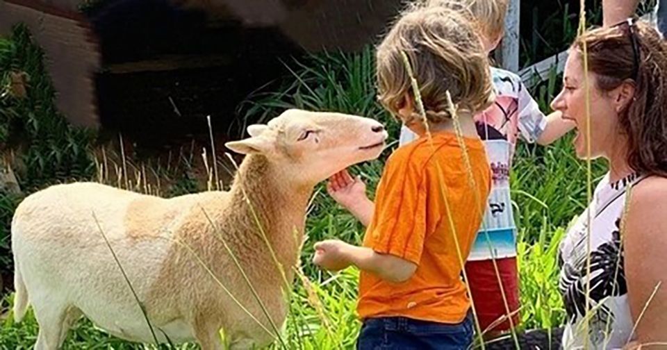 Laupahoehoe: Farm Animal Sanctuary Private Tour - Who Will Love This Tour?