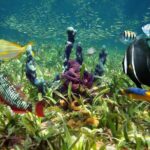 Learn to Scuba Dive with a Professional Instructor in Key Largo - All Inclusive - The Value of This Experience