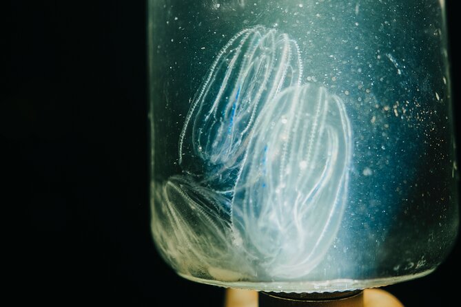 LED Bio Comb Jelly Clear Bottom Kayak or Paddleboard Tour! - Why This Tour Is a Great Choice