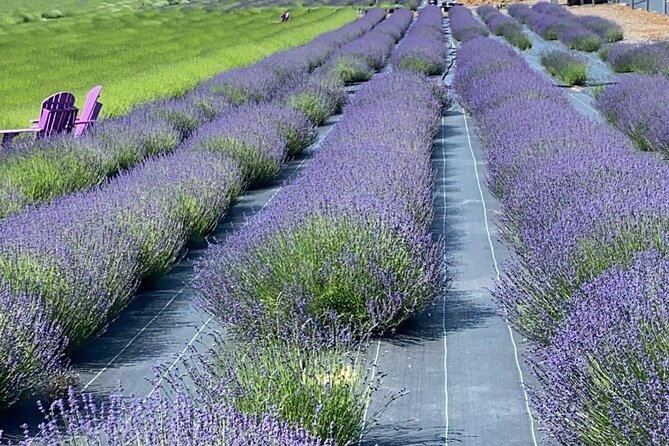 Lewin Farms, Lavender By The Bay and Tanger Outlets Full-Day Tour - Lewin Farms, Lavender By The Bay and Tanger Outlets Full-Day Tour Review