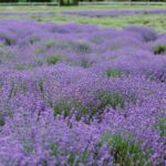 Lewin Farms, Lavender By The Bay and Tanger Outlets Full-Day Tour - Analyzing Value and Practicality