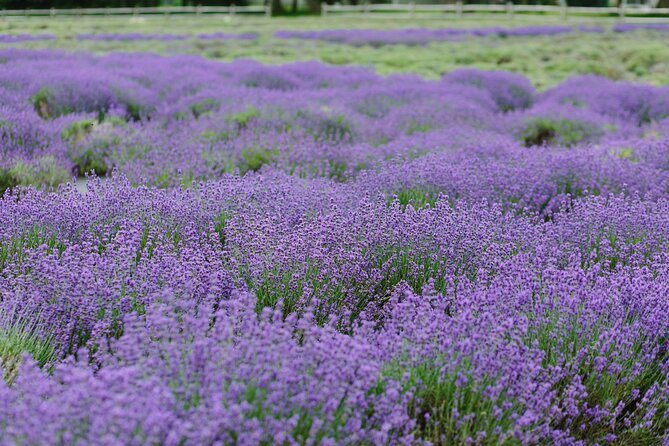 Lewin Farms, Lavender By The Bay and Tanger Outlets Full-Day Tour - Analyzing Value and Practicality