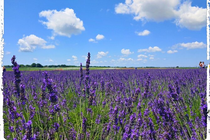 Lewin Farms, Lavender By The Bay and Tanger Outlets Full-Day Tour - Frequently Asked Questions