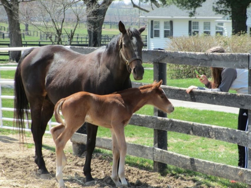 Lexington: Thoroughbred Horse Farm Tour and Scenic Bluegrass - Key Points