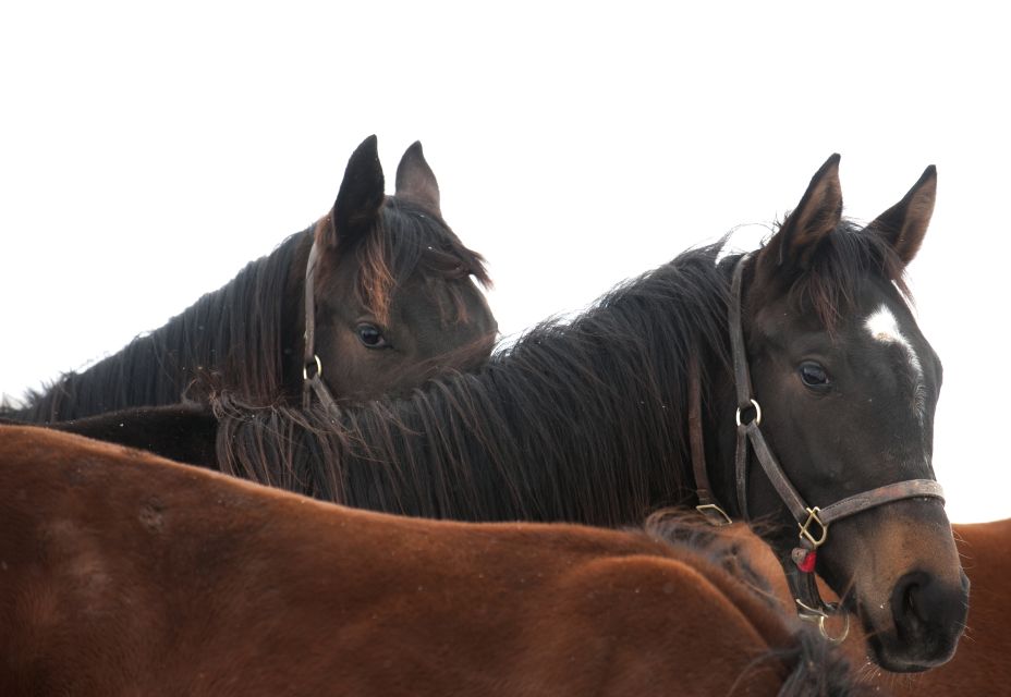 Lexington: Thoroughbred Horse Farm Tour and Scenic Bluegrass - Exploring Lexington’s Bluegrass Region
