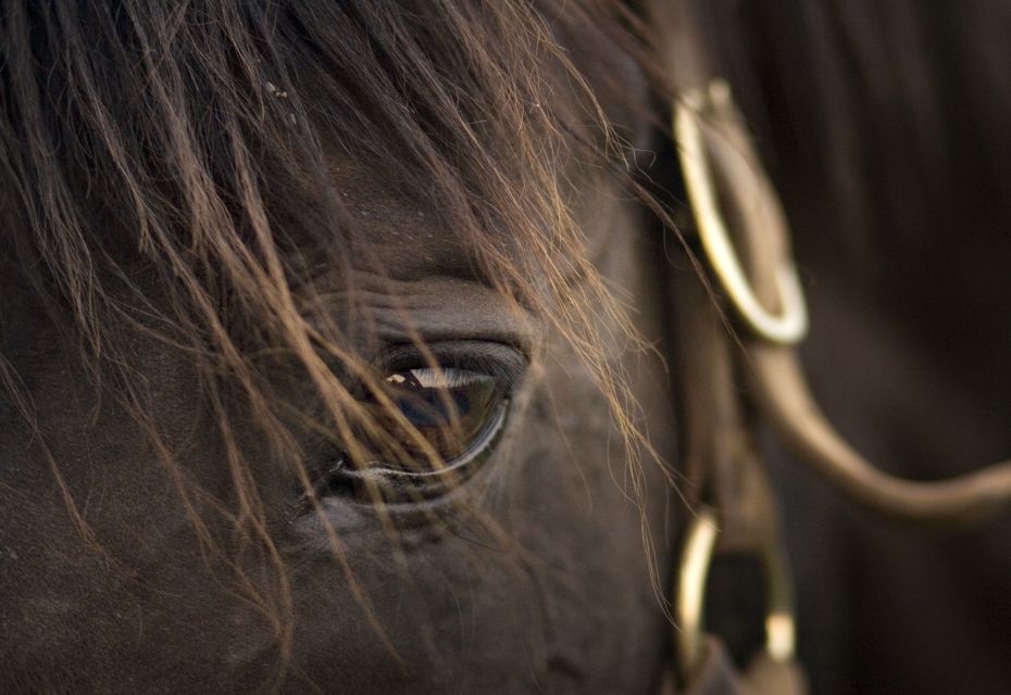Lexington: Thoroughbred Horse Farm Tour and Scenic Bluegrass - Practical Tips for Making the Most of the Tour