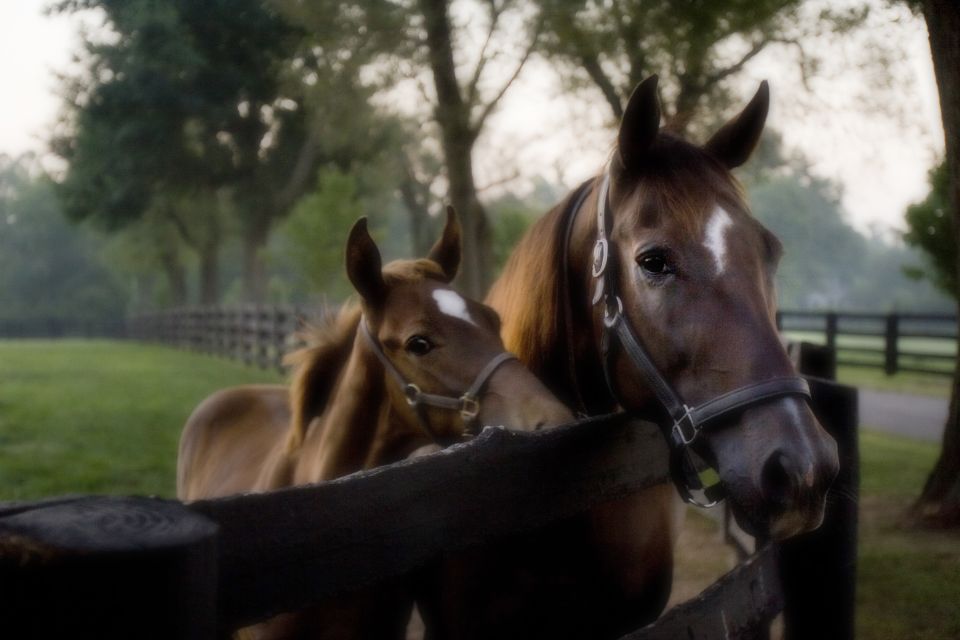 Lexington: Thoroughbred Horse Farm Tour and Scenic Bluegrass - FAQ