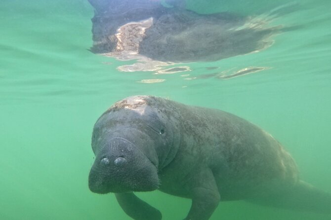 Lido Key Pedal Kayak Tour in Sarasota - Pricing & Value: Is It Worth It?