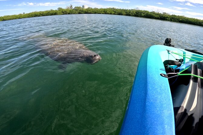 Lido Key Pedal Kayak Tour in Sarasota - The Sum Up: Who Should Book This Tour?