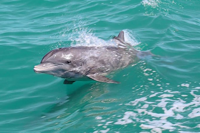 Little Toot Dolphin Adventure at Clearwater Beach - An In-Depth Look at the Tour Experience