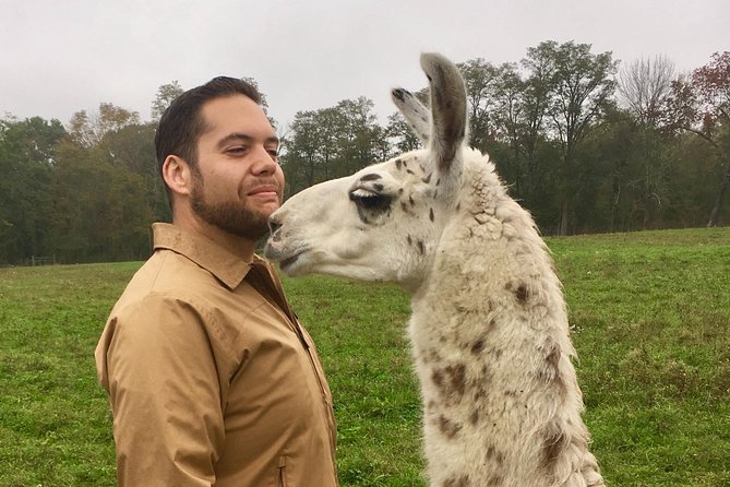 Llama/Alpaca Hike and Farm Tour - The Guided Trek Through Bucolic Scenery