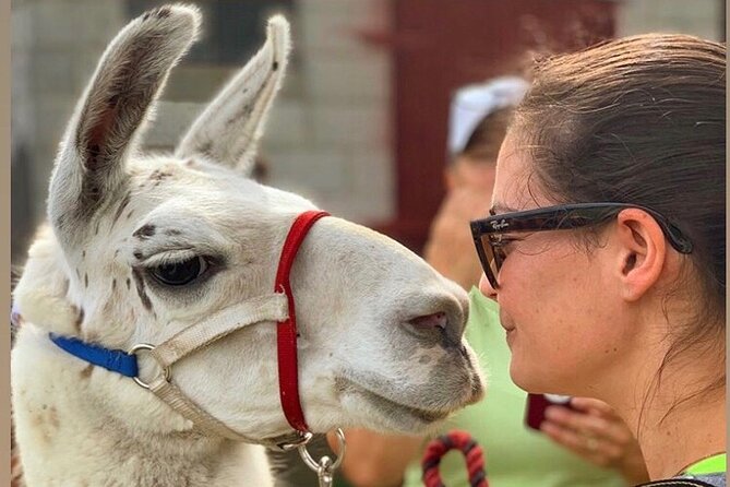 Llama/Alpaca Hike and Farm Tour - What Reviewers Say