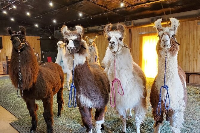 Llama Encounter at ShangriLlama Castle! - Key Points
