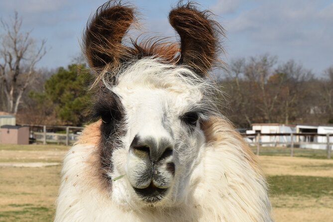 Llama Encounter at ShangriLlama Castle! - FAQs