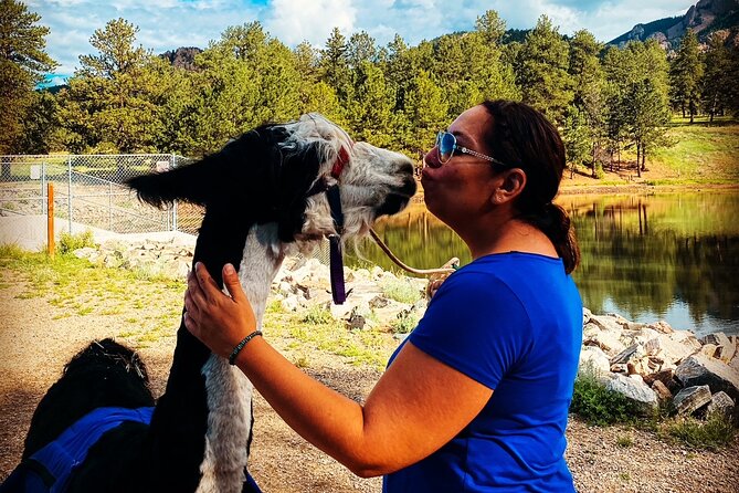 Llama to Lunch in the Rocky Mountains - An In-Depth Look at the Experience