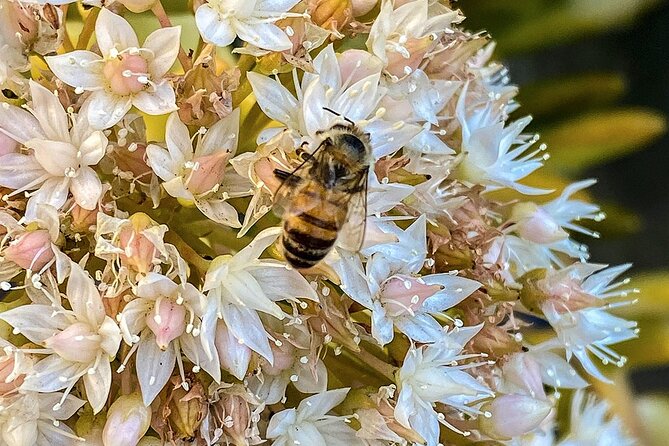 Local Honey-To-Table Tasting and Lunch Experience - What to Expect from the Honey-to-Table Experience
