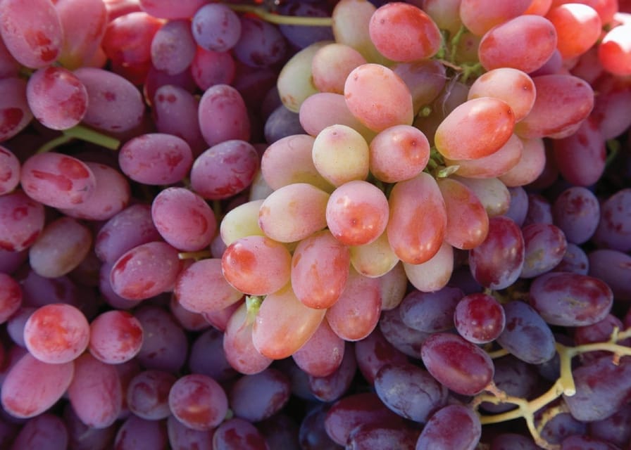 Lodi: Wine Tasting Tour Private Customized 1 -14 Group - Final Thoughts
