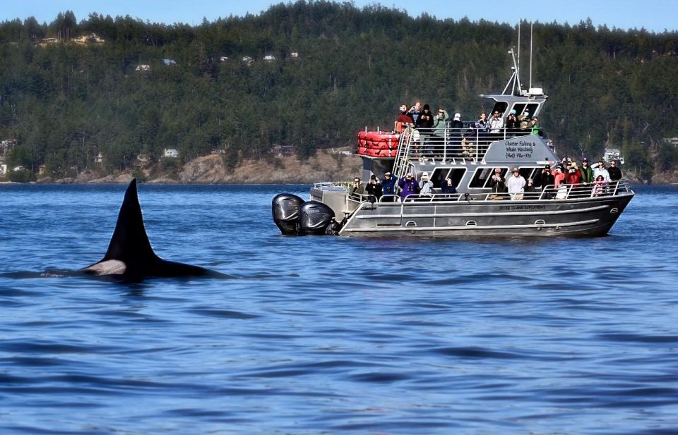 Lopez Island: Whale & Orca Boat Tour - Key Points