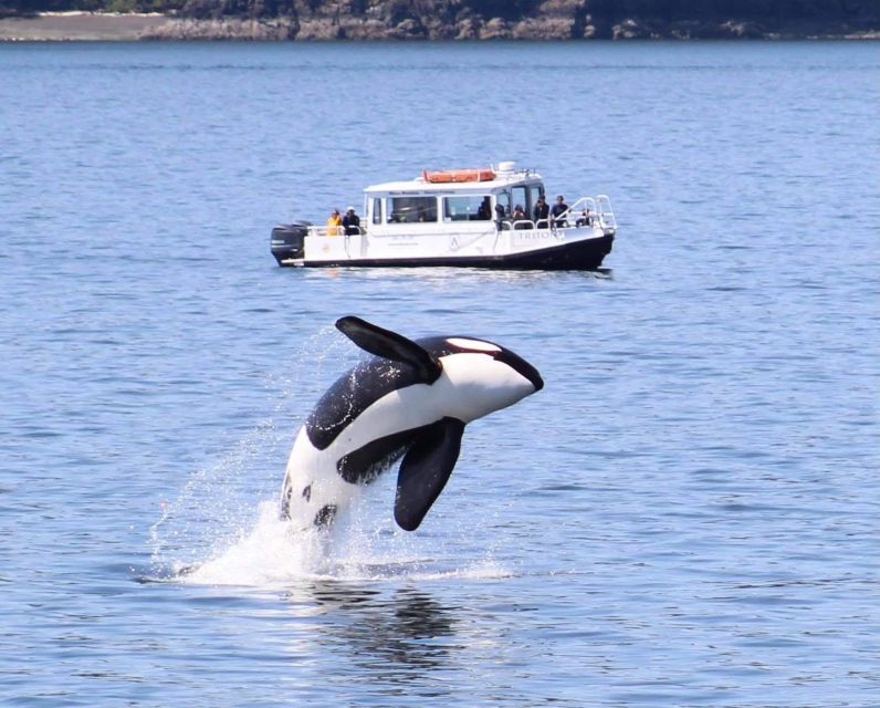 Lopez Island: Whale & Orca Boat Tour - An Authentic San Juan Islands Marine Experience