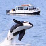 Lopez Island: Whale & Orca Boat Tour - What You Can Expect on the Trip