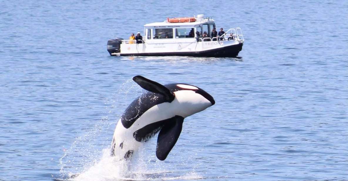Lopez Island: Whale & Orca Boat Tour - What You Can Expect on the Trip
