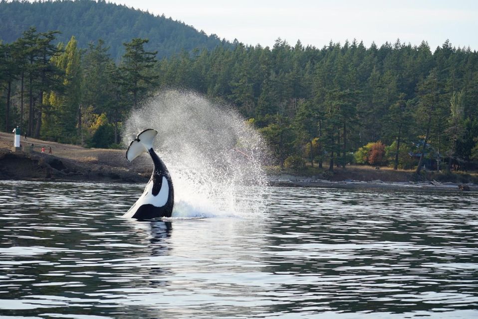 Lopez Island: Whale & Orca Boat Tour - The Vessels and Facilities