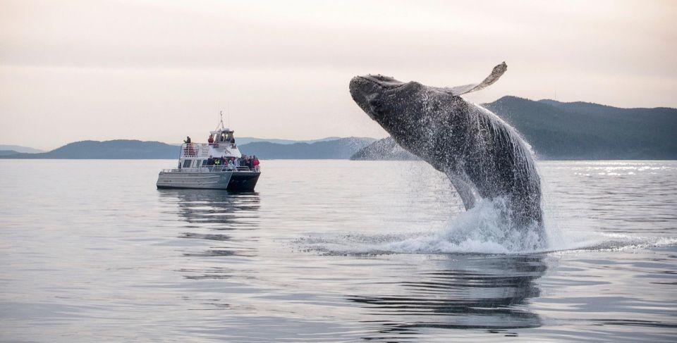 Lopez Island: Whale & Orca Boat Tour - Practical Tips for Travelers