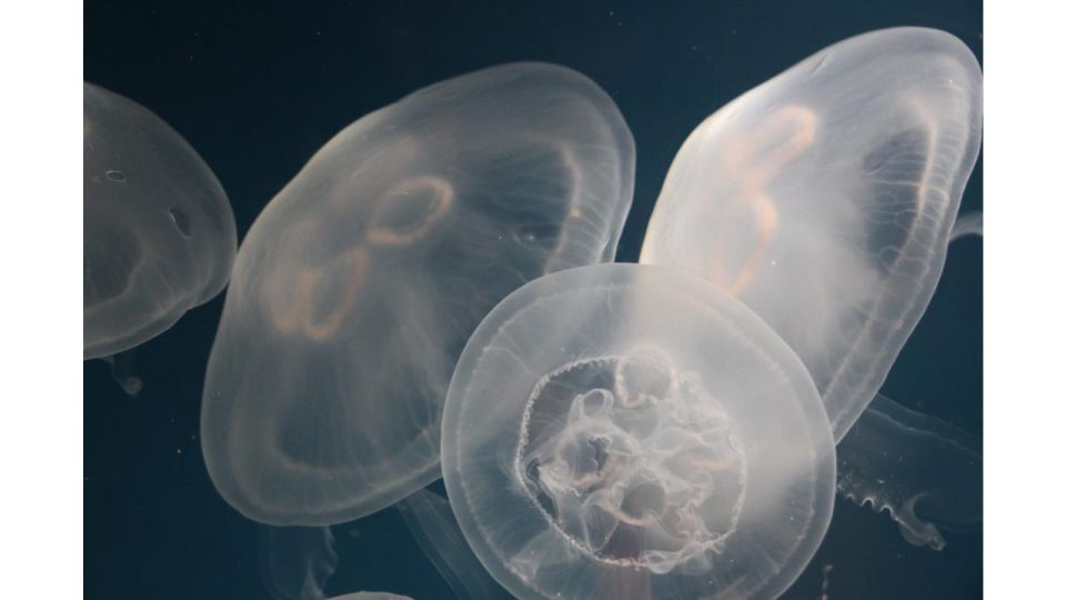 Los Angeles: Heal The Bay Aquarium in Santa Monica - Key Points