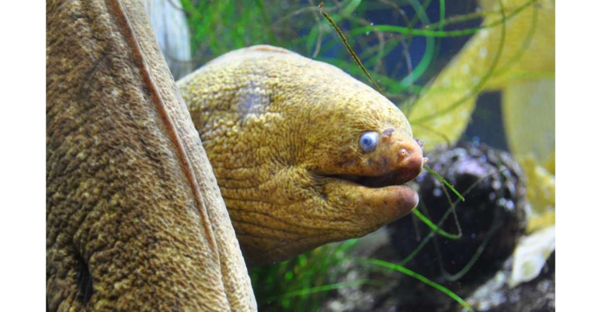 Los Angeles: Heal The Bay Aquarium in Santa Monica - Who Will Love This Experience?