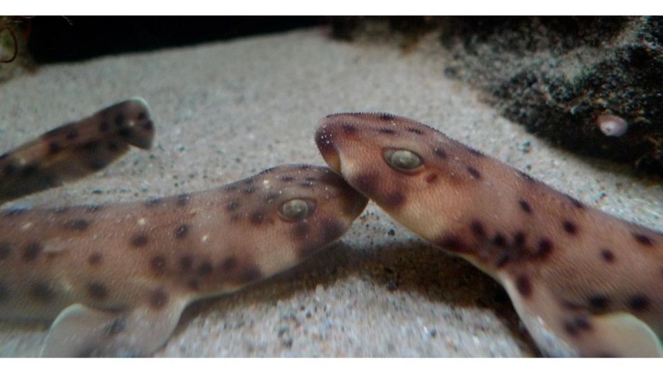 Los Angeles: Heal The Bay Aquarium in Santa Monica - FAQ
