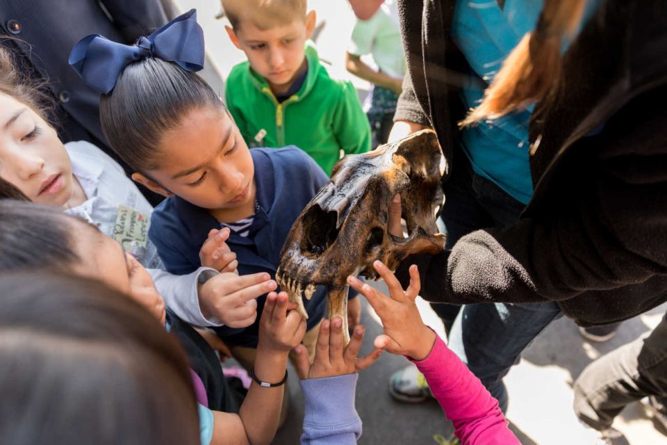 Los Angeles: La Brea Tar Pits Museum Ticket - The Practical Details