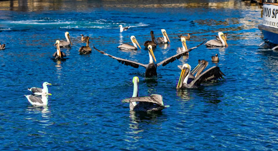 Los Angeles: Redondo Beach Glass Bottom Boat Cruise - Who Should Consider This Tour?