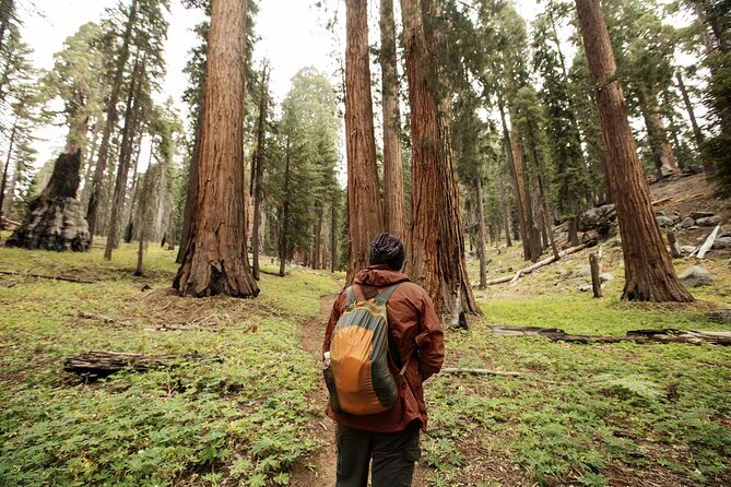 Los Angeles to San Francisco: California Parks Highlights Tour - Authentic Experiences and Practical Tips