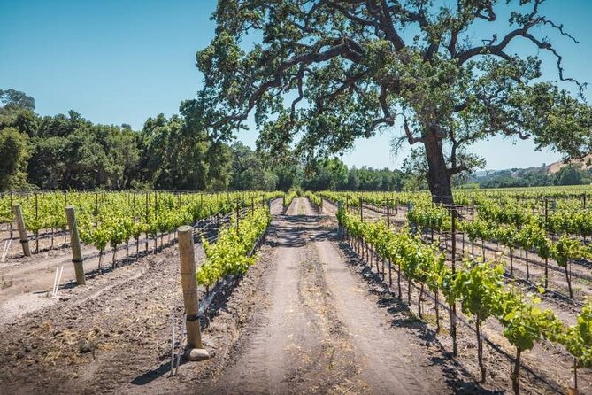 Los Angeles: Wine Experience at Fess Parker Winery by Helicopter - Who Is This Tour Best For?