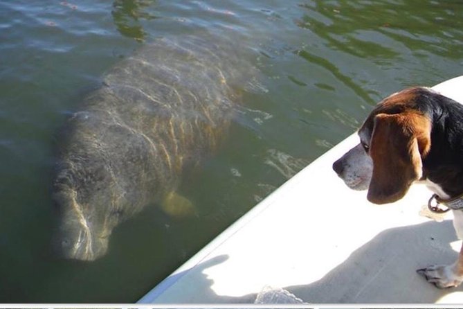 Lovers Key Guided Eco Tour-Mangrove Estuary - Intro: What Makes the Lovers Key Guided Eco Tour Special?