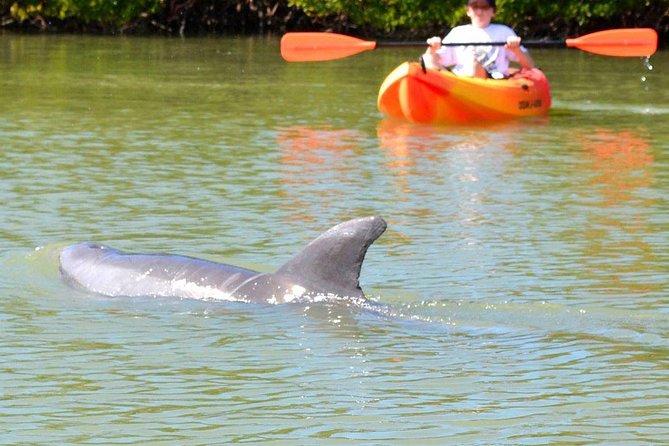 Lovers Key Guided Eco Tour-Mangrove Estuary - A Closer Look at the Experience