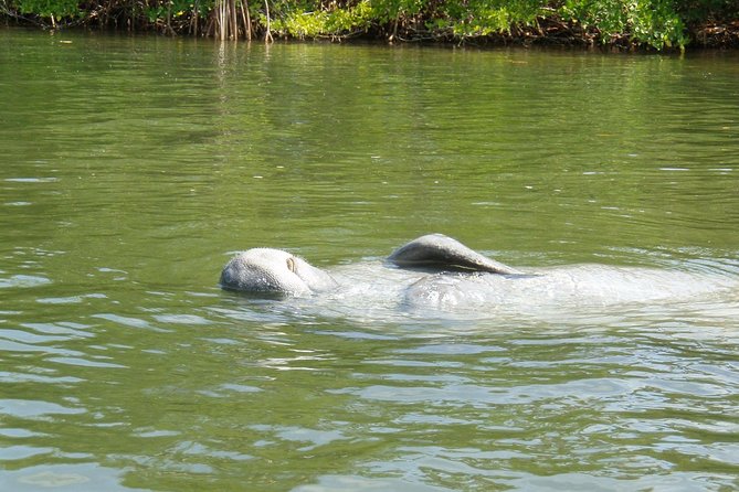 Lovers Key Guided Eco Tour-Mangrove Estuary - FAQ: Your Questions About the Lovers Key Eco Tour Answered