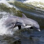 Lowcountry Lunch Buffet Cruise in Hilton Head - Who Should Consider This Tour?