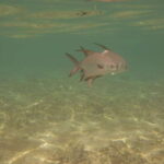 Lower Grand Lagoon: Panama City Beach Guided Snorkeling Tour - The Itinerary Breakdown