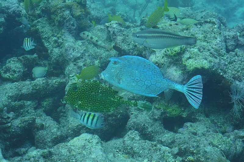 Lower Grand Lagoon: Panama City Beach Guided Snorkeling Tour - The Value of This Experience