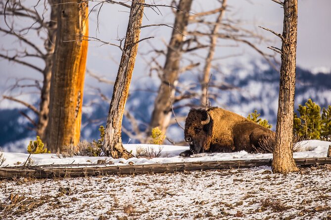 Lower Loop: Hot Springs & Geysers | West Yellowstone | PRIVATE - Introduction: Why We Think This Tour Stands Out