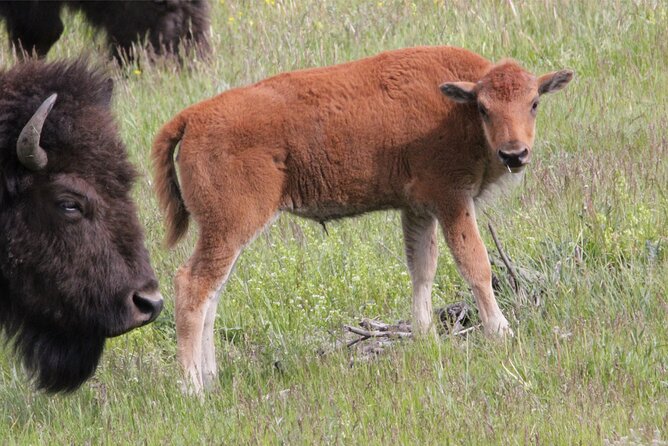 Lower Loop Yellowstone Wildlife Scenic - Jackson Hole Day Tour | WY - FAQ