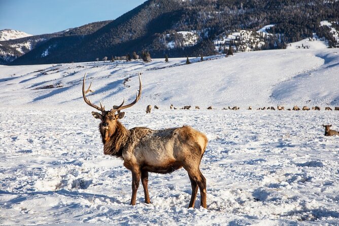 Luxury 1/2 Day Winter Grand Teton Tour & Sleigh Ride - Practical Details and Value