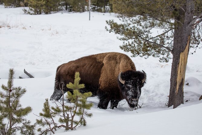 Luxury 1/2 Day Winter Grand Teton Tour & Sleigh Ride - FAQ